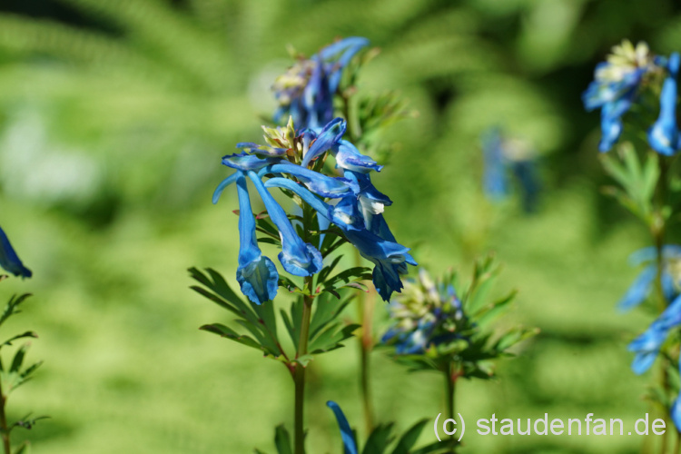 Corydalis elata x flexuosa – Gärtnerei Staudenfan