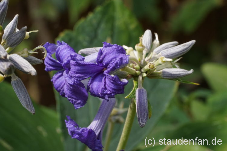 Clematis heracleifolia ‘Cassandra’ – Gärtnerei Staudenfan