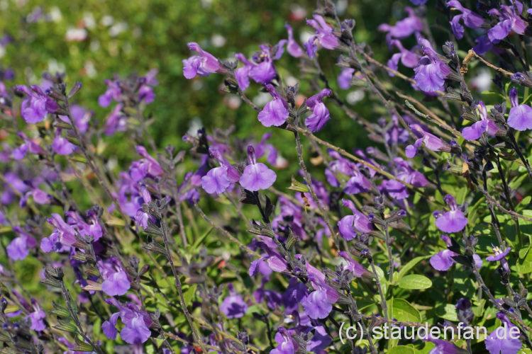 Salvia ‘Mesa Azure’ – Gärtnerei Staudenfan